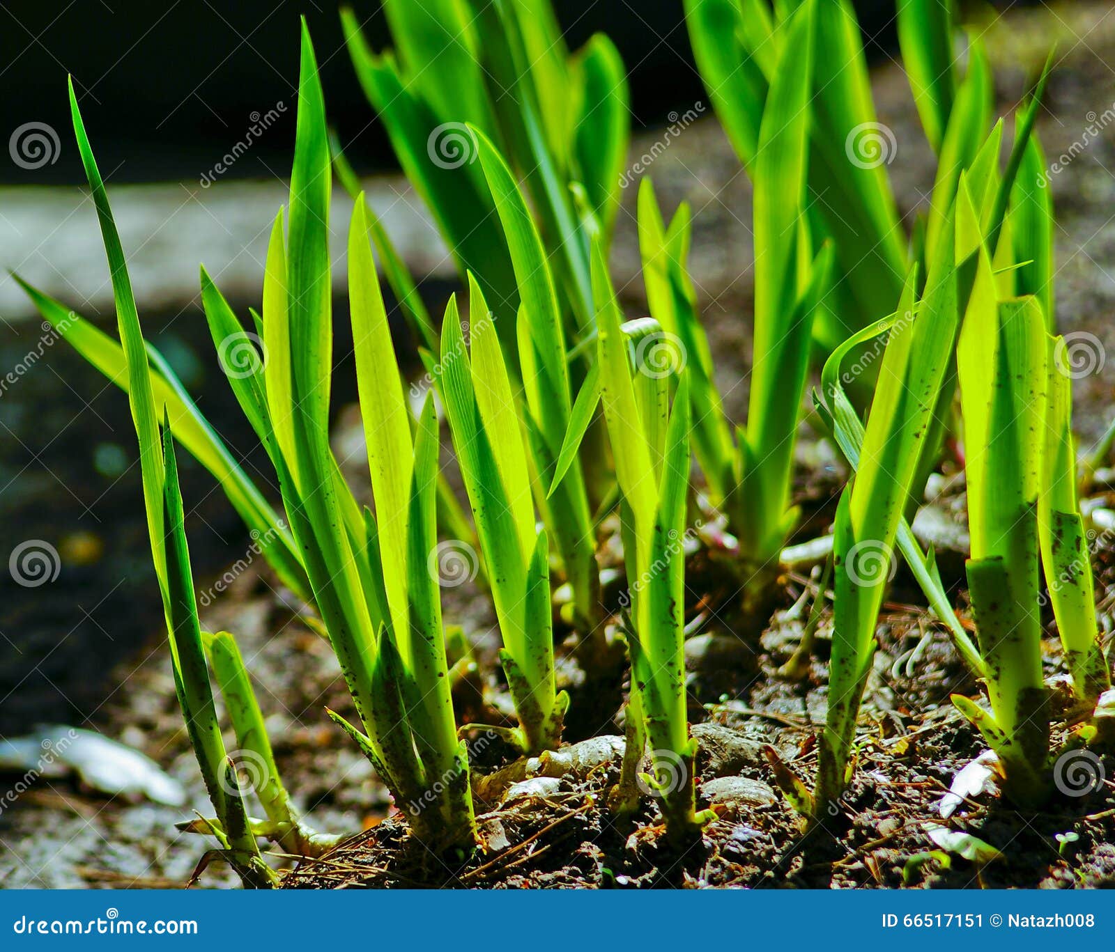 Green Grass Grows from the Ground Stock Image - Image of grass, grows ...