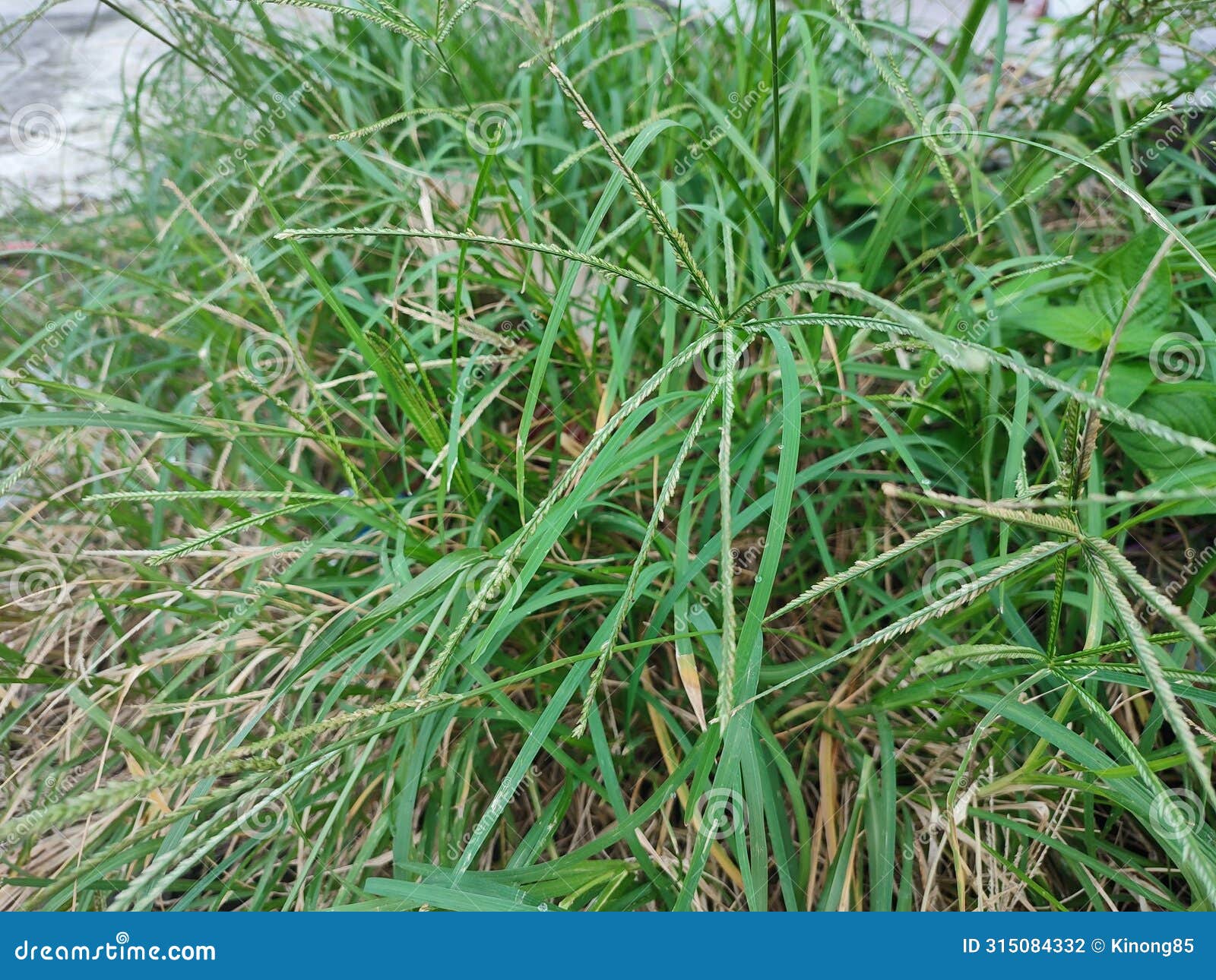 Green Grass Grows on the Side of the Road Stock Photo - Image of grass ...