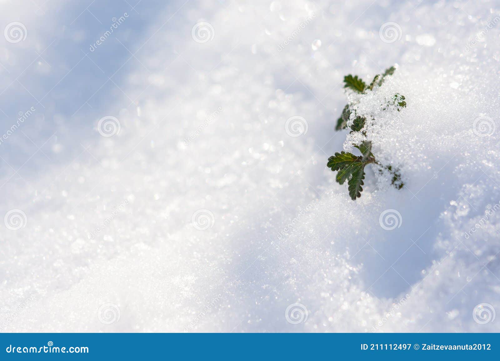 Green Grass Grows through the Snow. Abstract Natural Background Stock ...
