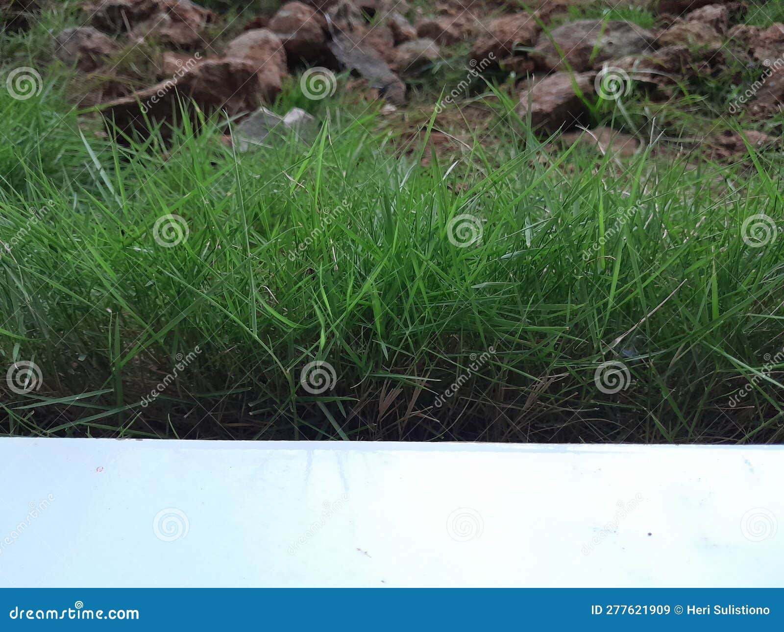 This Green Grass Grows Well Stock Image - Image of green, grows: 277621909