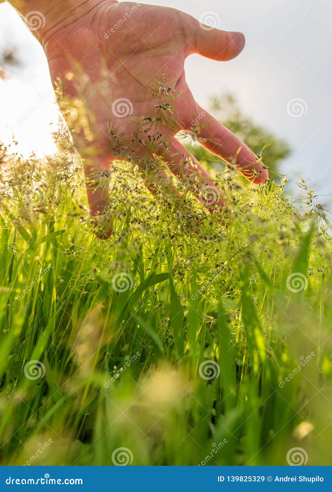 Green Grass in Hand in Nature in Spring Stock Image - Image of ...