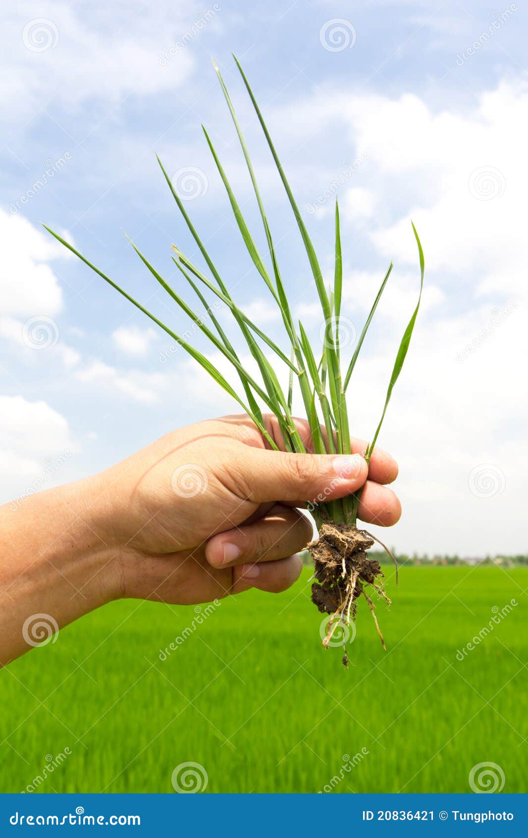 Green Grass in Hand on Paddy Field Stock Image - Image of closeup ...