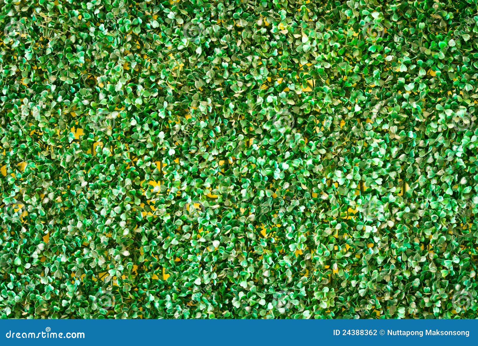 The green grass has faded stock photo. Image of fresh - 24388362