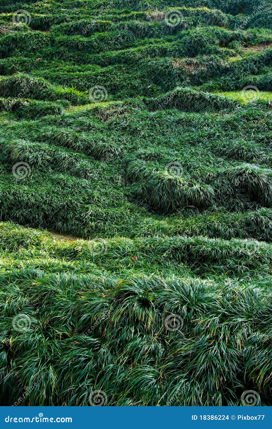 Green grass on hill stock photo. Image of field, step - 18386224
