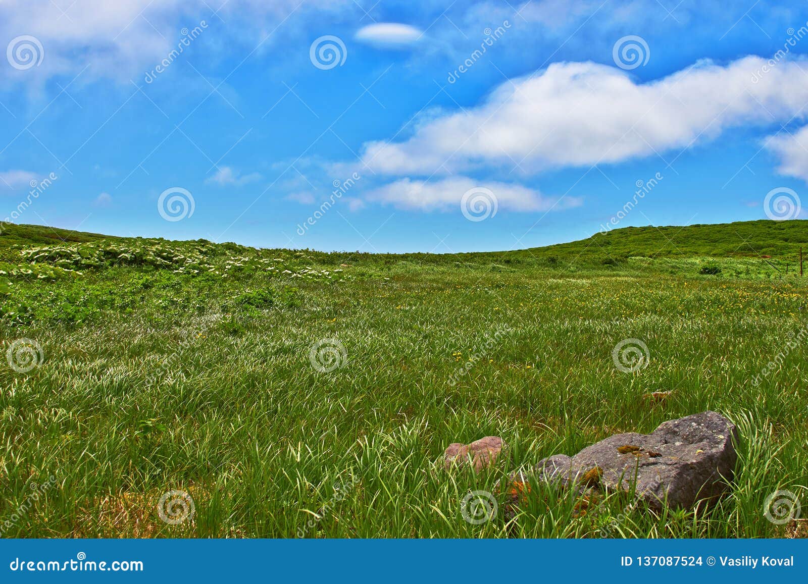 Green grass hill stock photo. Image of park, idyllic - 137087524