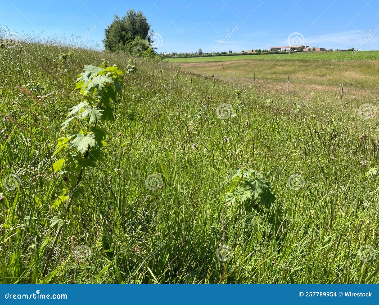 Green Grass Hill with a Young Tree in the Foreground Stock Photo ...