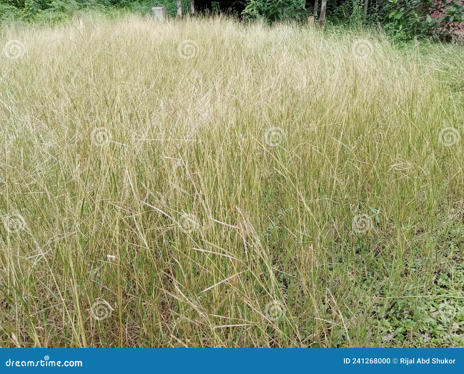 Green grass of home stock photo. Image of soil, wetland - 241268000