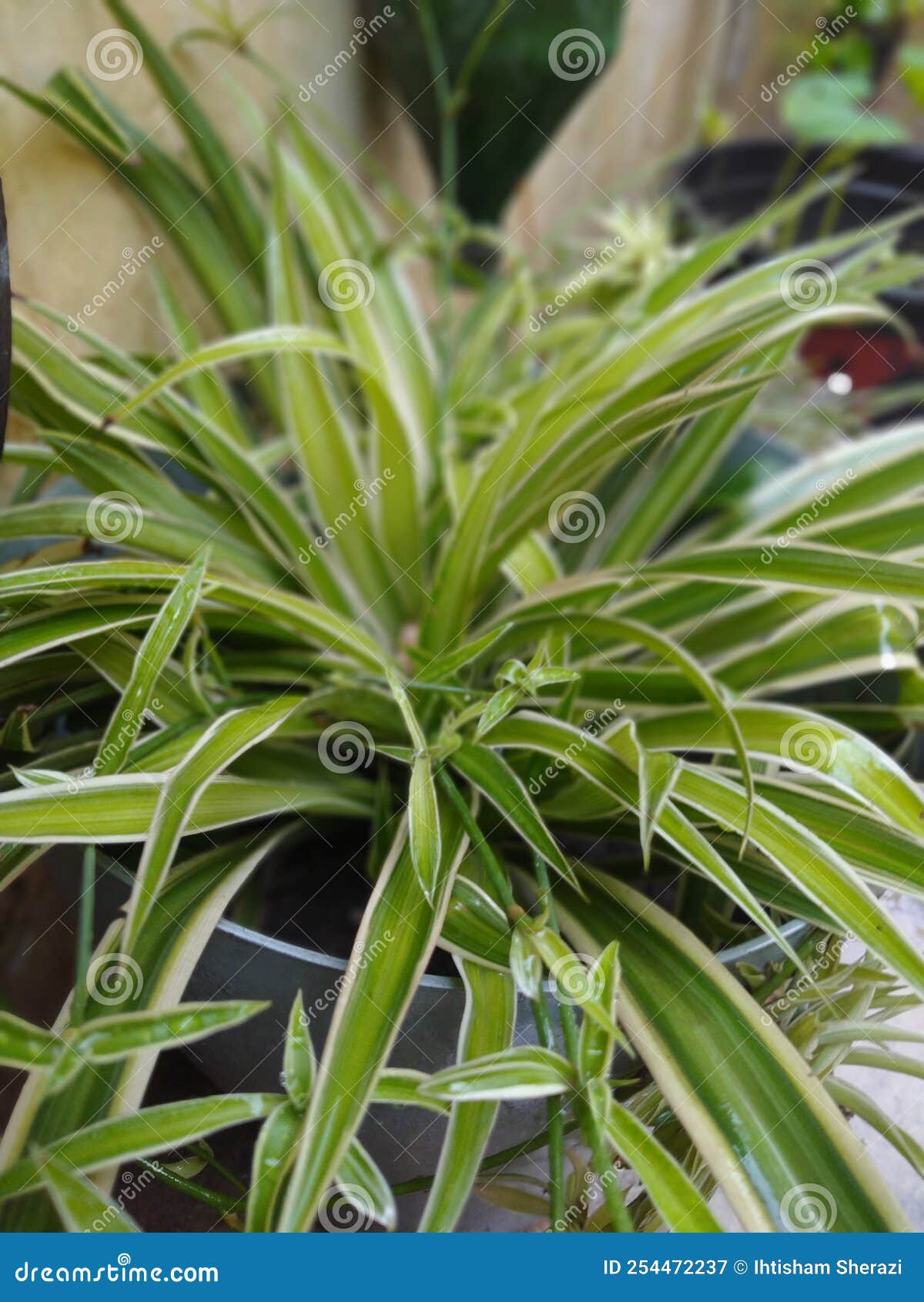 Green Grass at Home Garden Two Colours Stock Image - Image of green ...