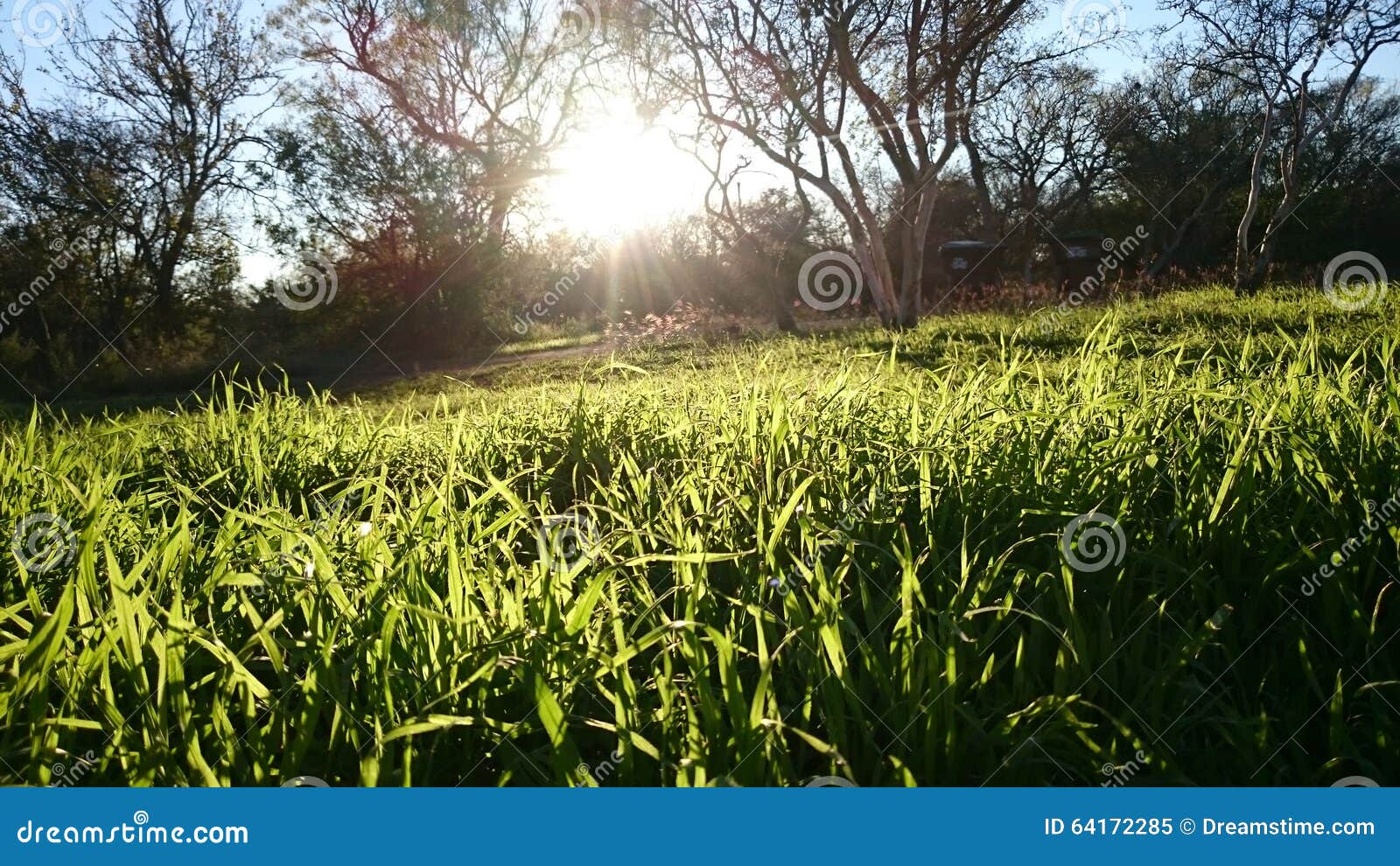 Green grass of home stock image. Image of sunset, grass - 64172285