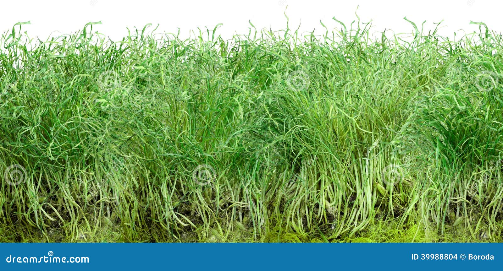 Green grass stock photo. Image of meadow, land, rural - 39988804