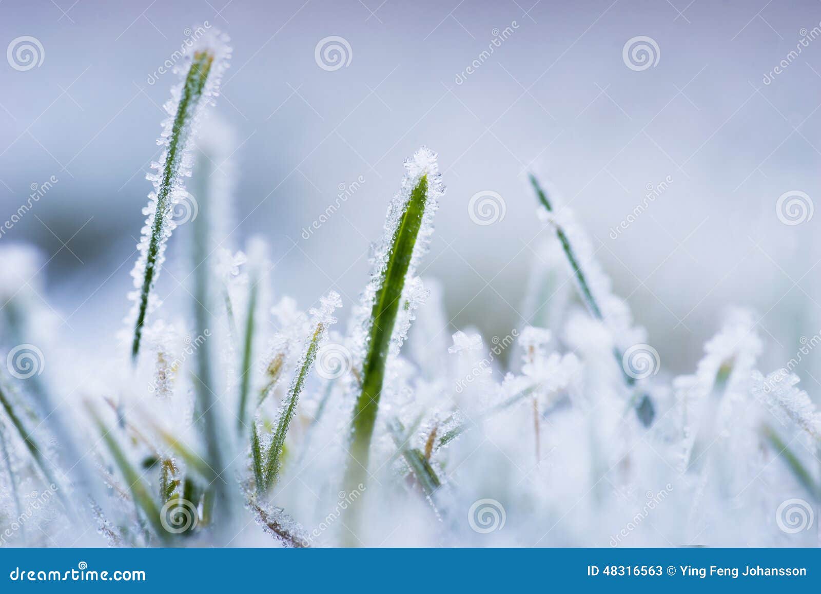 Green grass with ice stock image. Image of north, crystals - 48316563