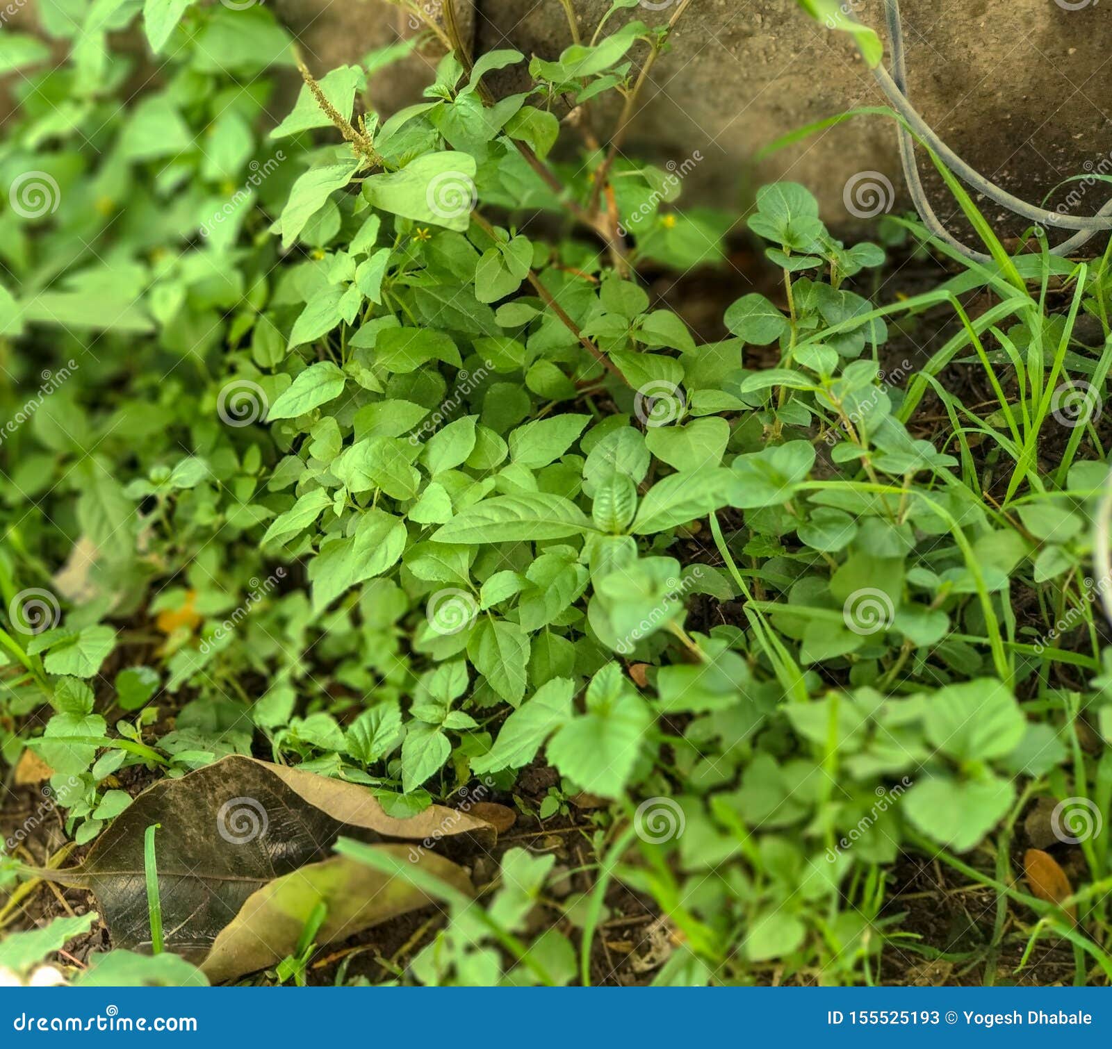 Green grass from India stock image. Image of evening - 155525193