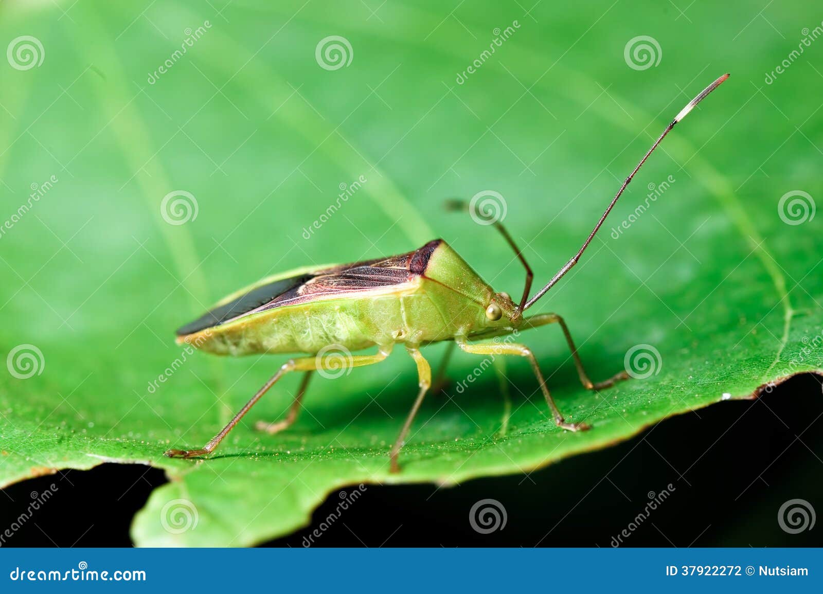 Green grass insect stock photo. Image of pest, leaf, natural - 37922272