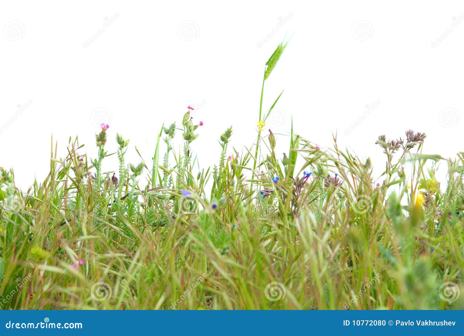 Green grass isolated stock photo. Image of bright, healthy - 10772080