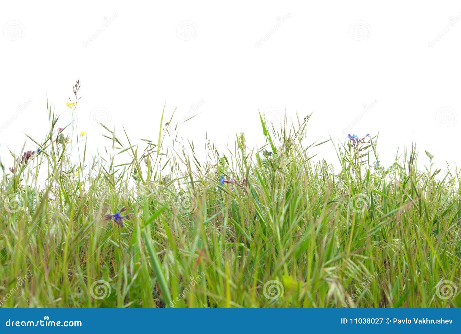 Green grass isolated stock image. Image of design, bright - 11038027