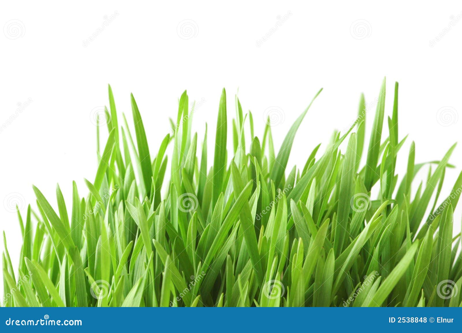 Green grass isolated stock photo. Image of beauty, freshness - 2538848