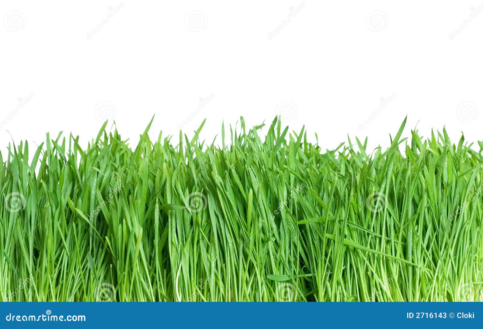 Green grass Isolated stock image. Image of country, morning - 2716143