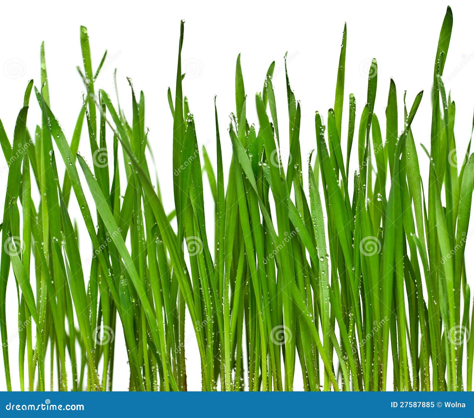 Green grass isolated stock image. Image of isolated, color - 27587885