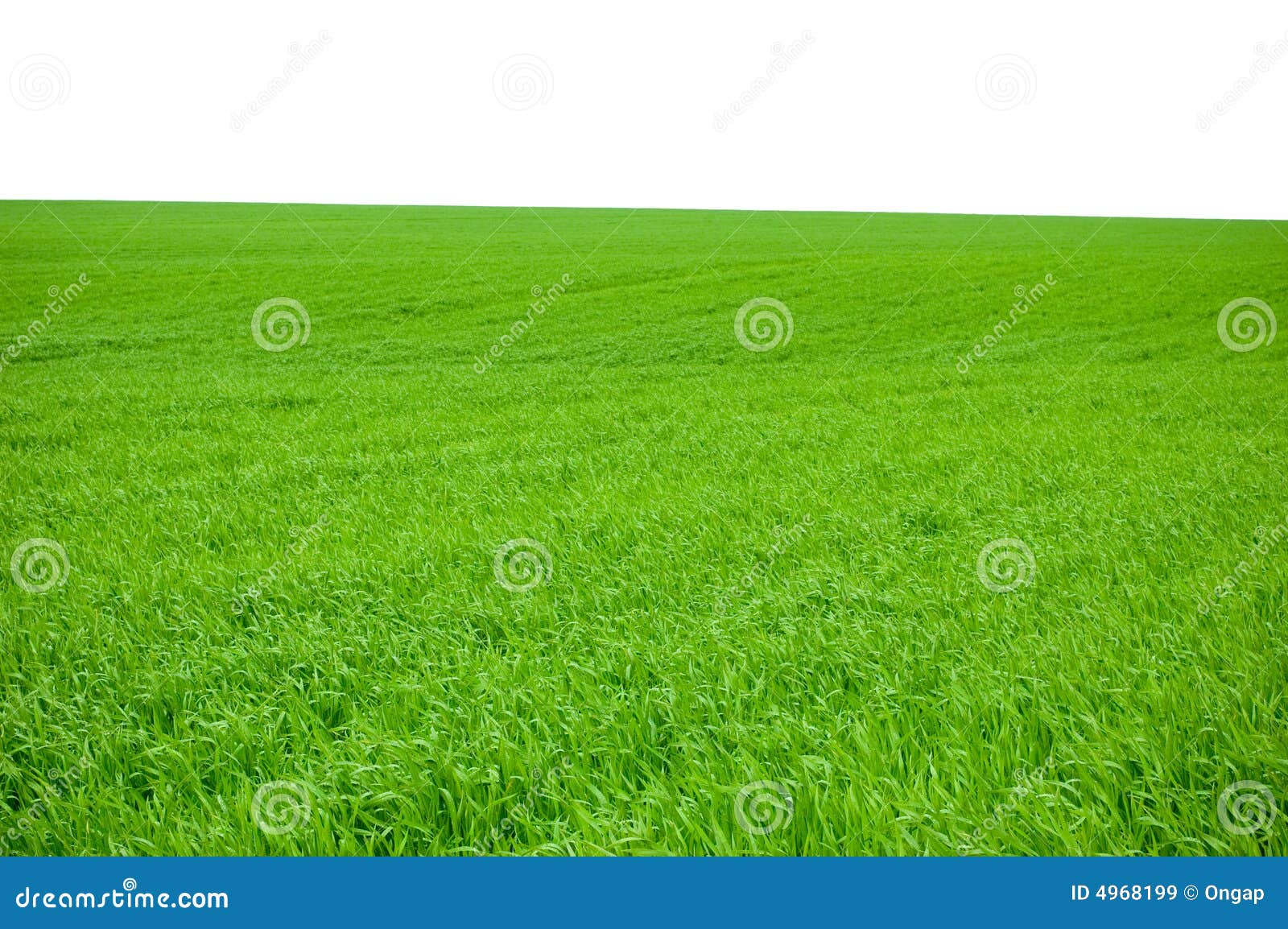 Green grass isolated stock image. Image of rural, plant - 4968199
