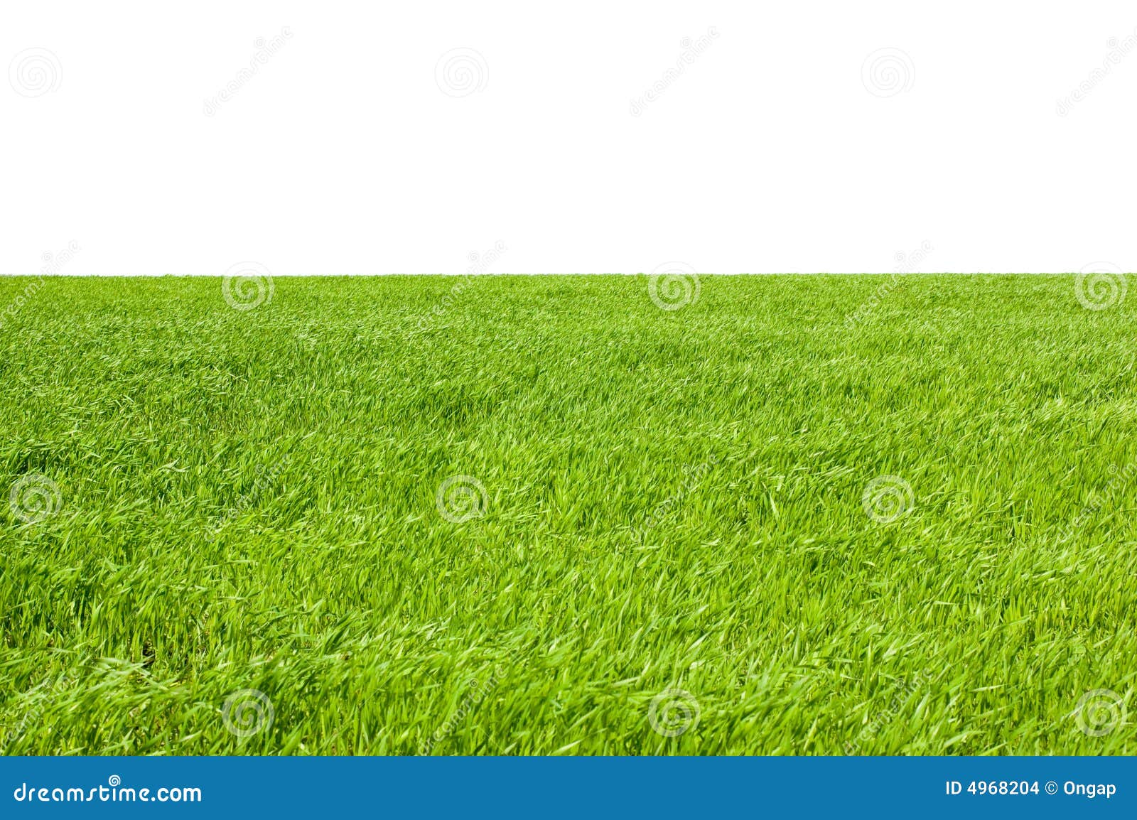 Green grass isolated stock photo. Image of meadow, isolated - 4968204