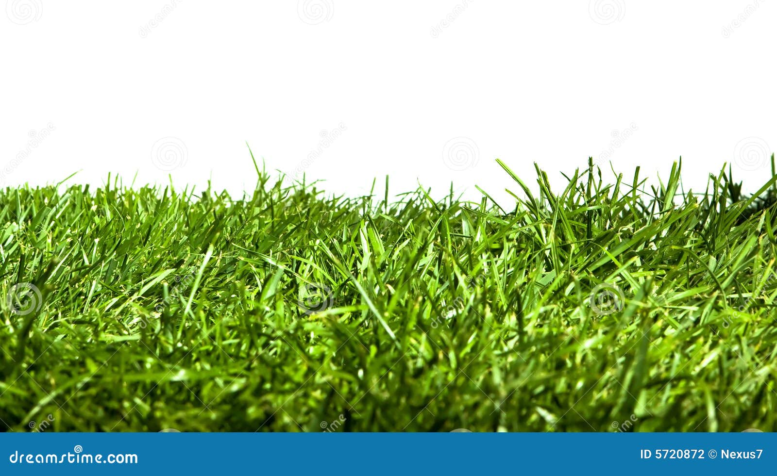 Green grass Isolated stock photo. Image of detail, texture - 5720872