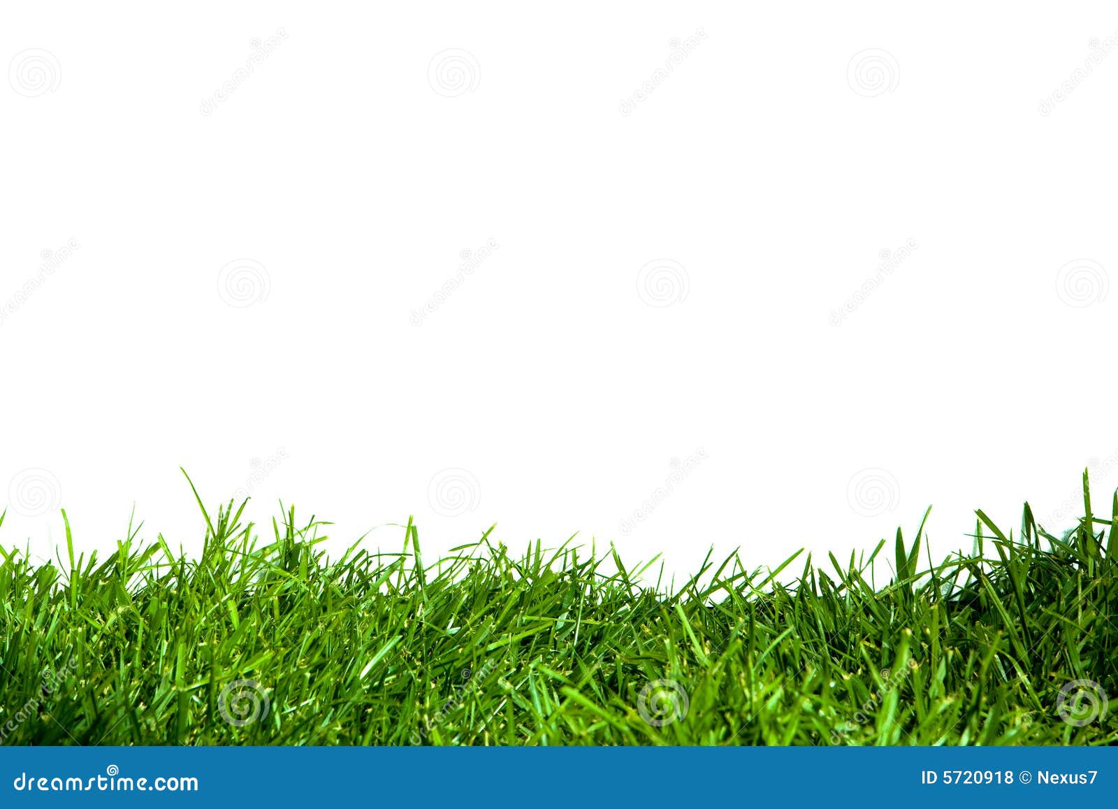 Green Grass Isolated stock photo. Image of summer, texture - 5720918