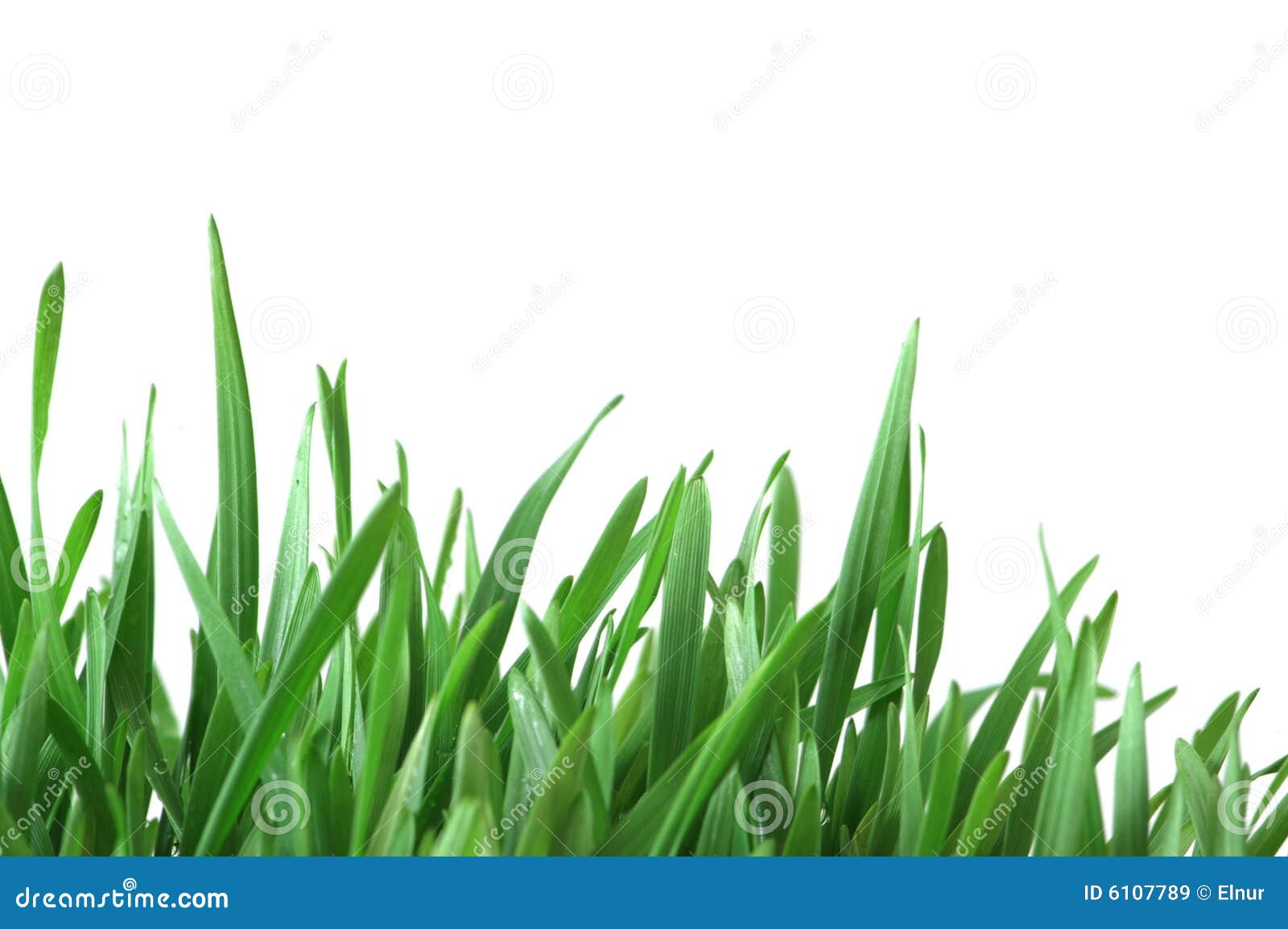 Green grass isolated stock image. Image of lawn, rural - 6107789