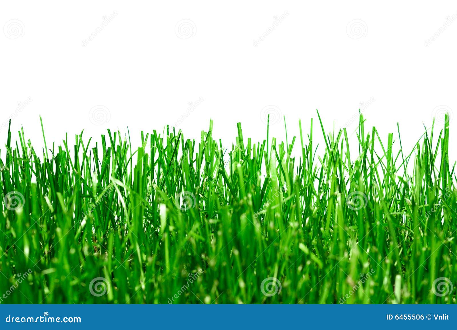 Green grass isolated stock photo. Image of tranquil, spring - 6455506