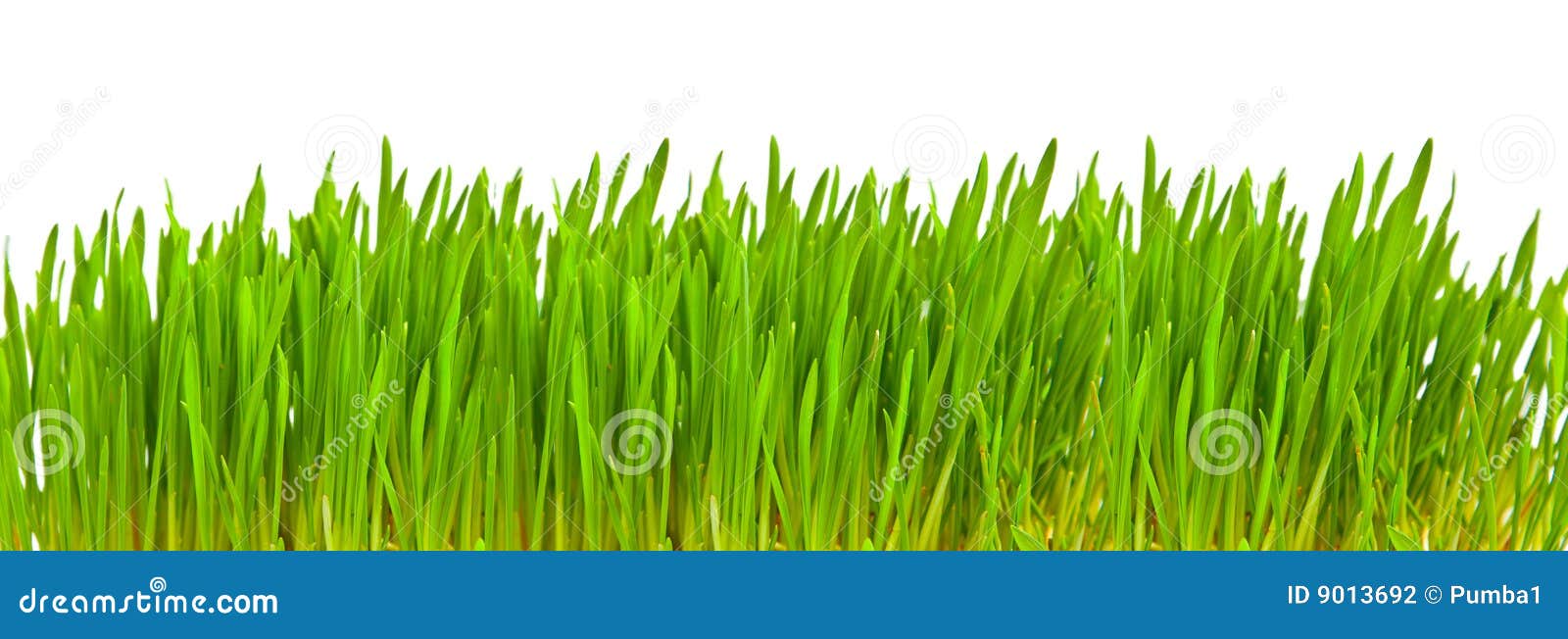 Green grass isolated stock photo. Image of environment - 9013692