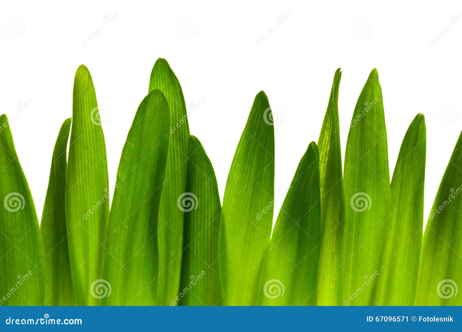 Green grass isolated stock image. Image of fruit, food - 67096571