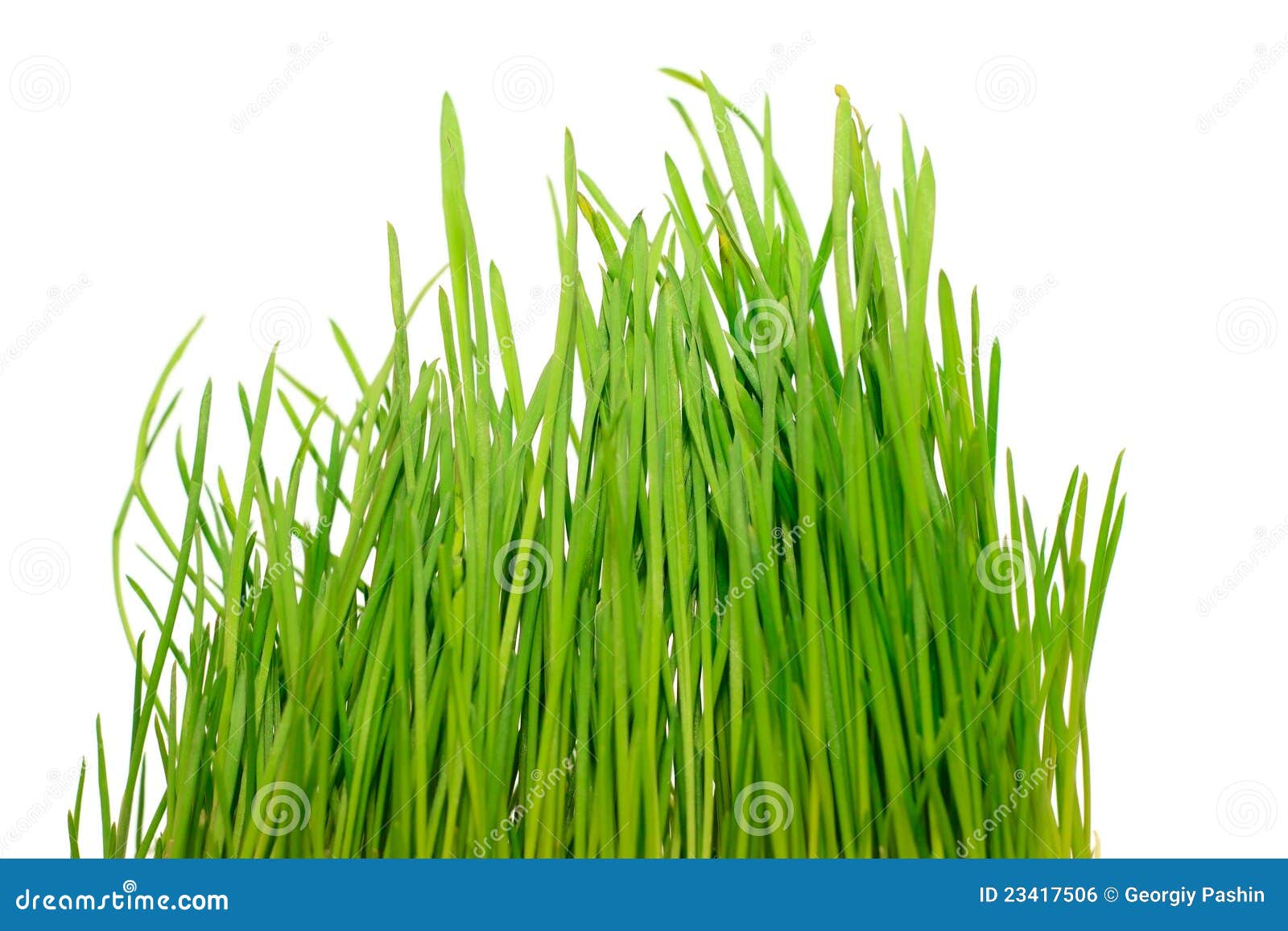 Green Grass Isolated on White Stock Photo - Image of summer, isolated ...