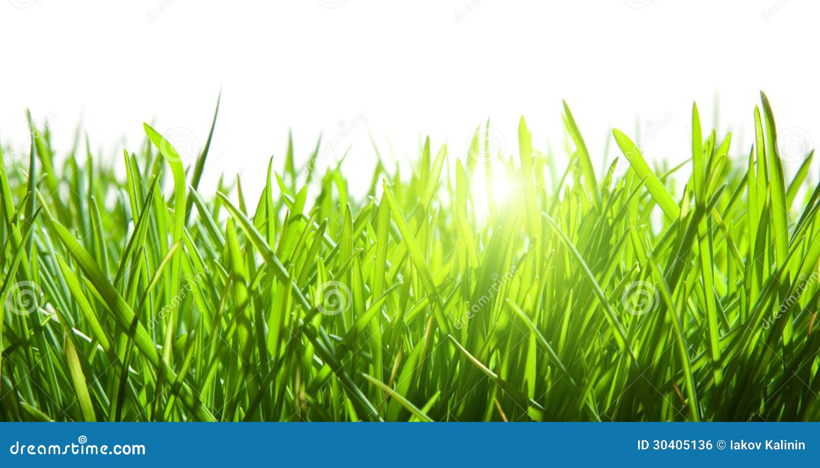 Green grass isolated stock photo. Image of land, gardening - 30405136