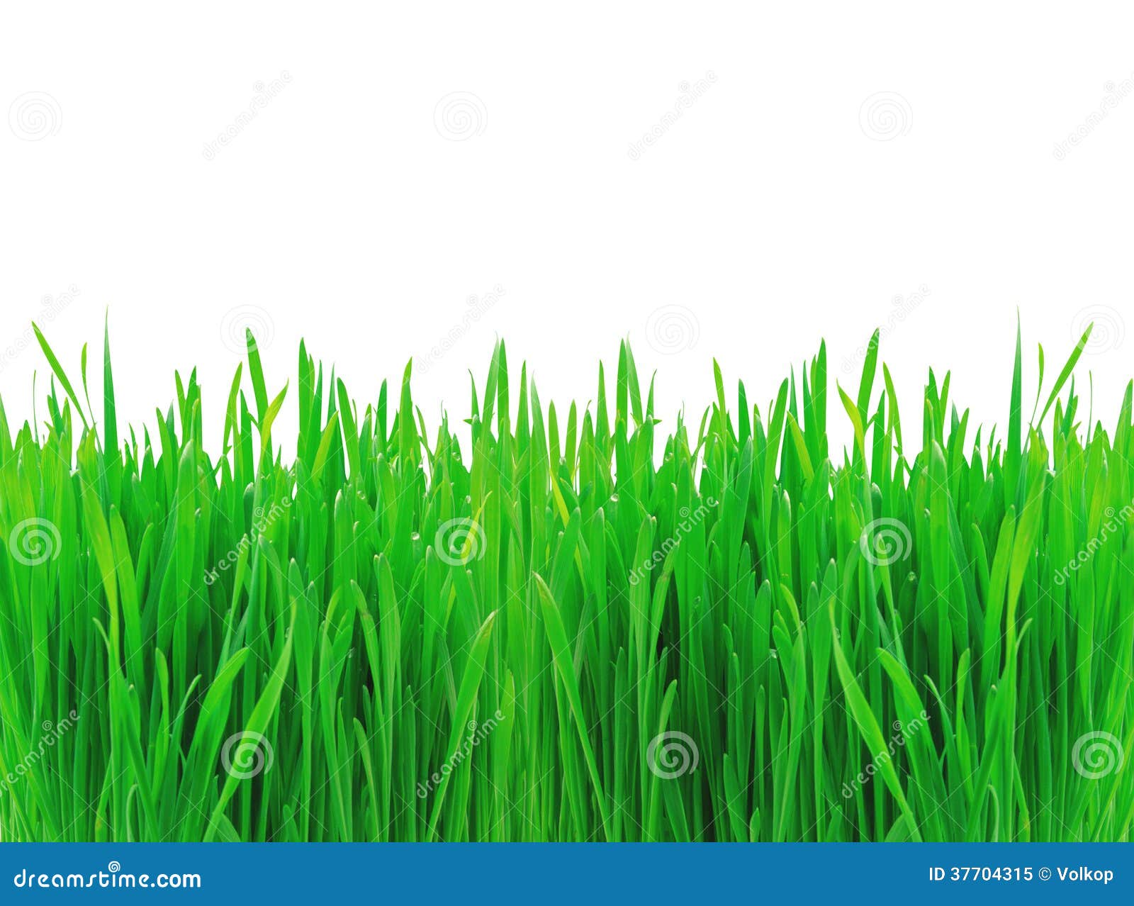 Green Grass Isolated on White Stock Image - Image of lawn, field: 37704315