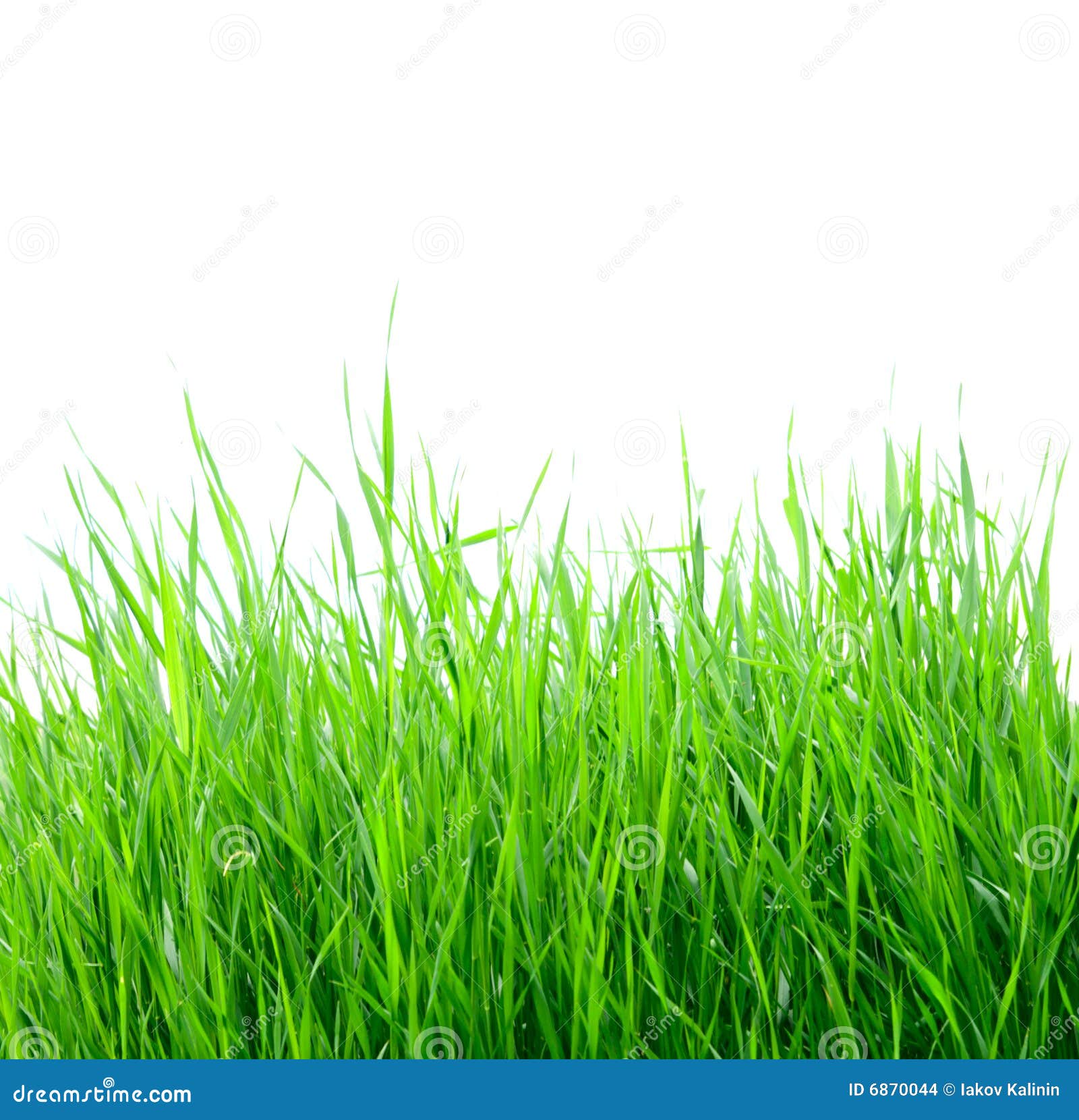 Green Grass Isolated on the White Stock Photo - Image of fresh, crops ...