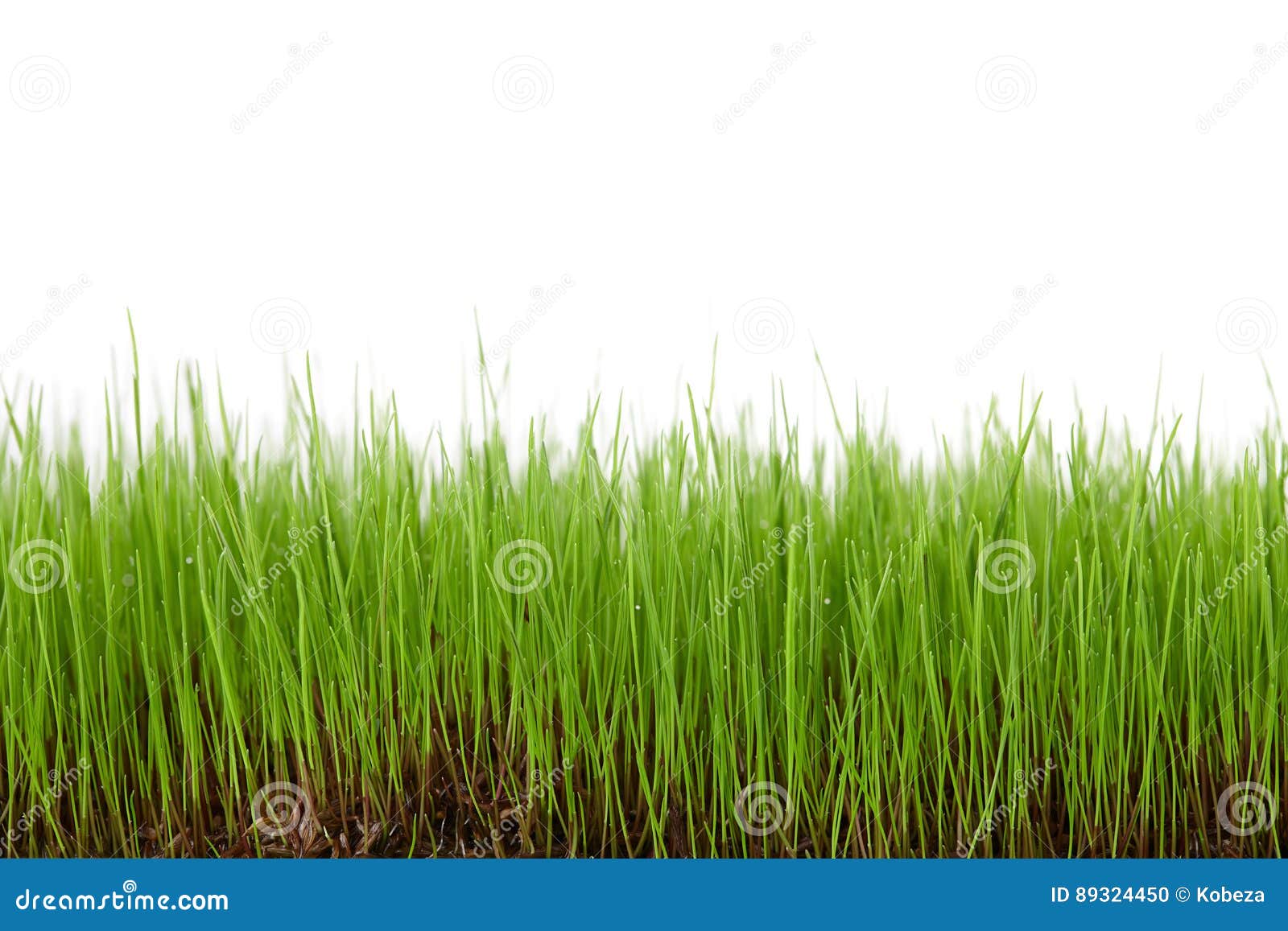 Green Grass Isolated on White Background Stock Photo - Image of green ...