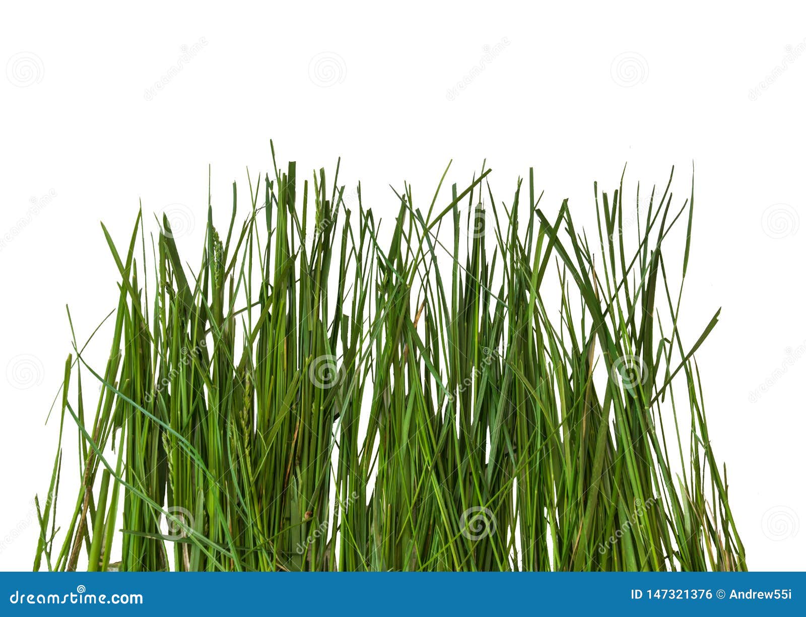Green Grass Isolated on White Background. Flora. Stock Photo - Image of ...