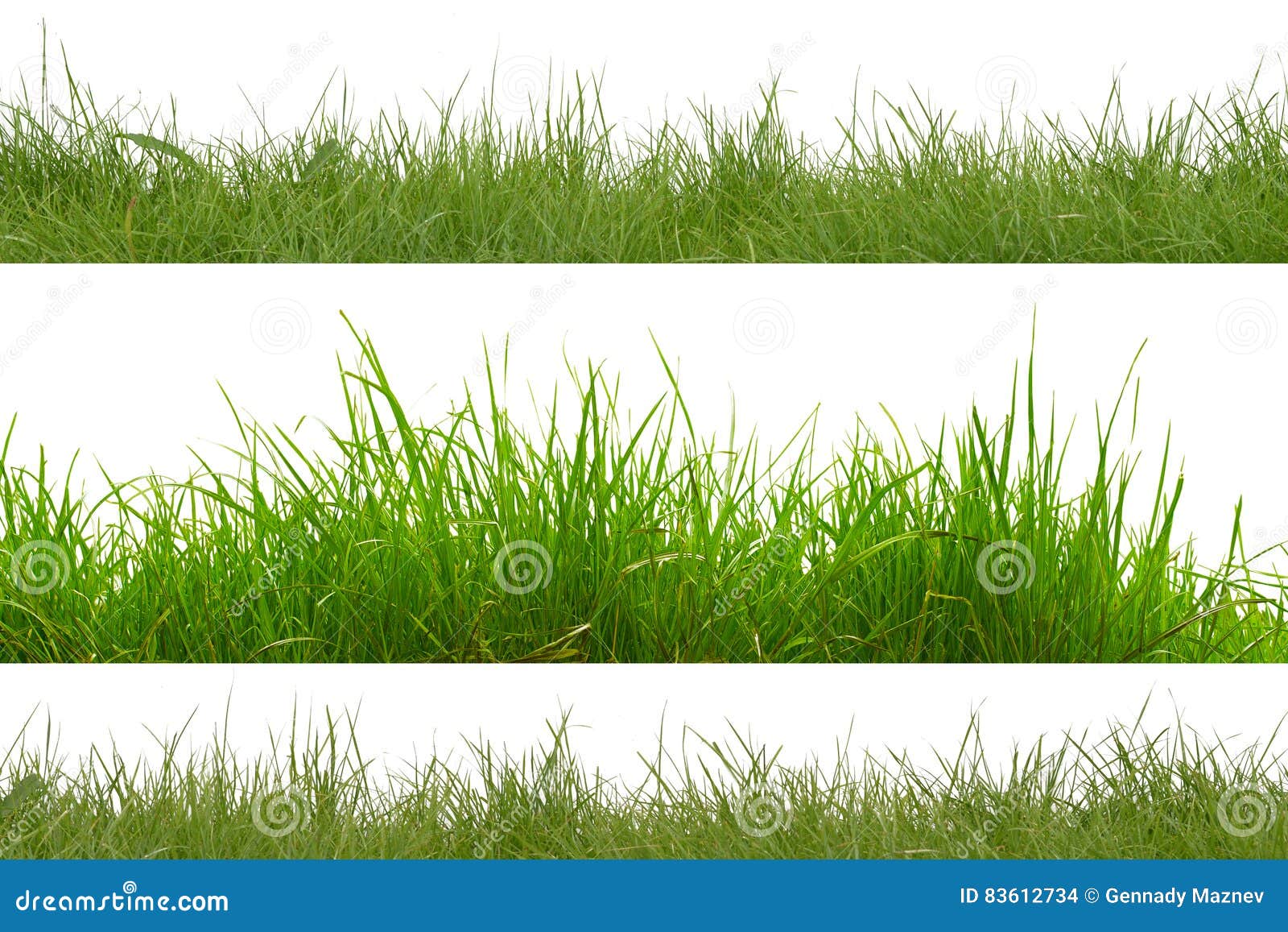 Green Grass Isolated on White Background Stock Photo - Image of plant ...