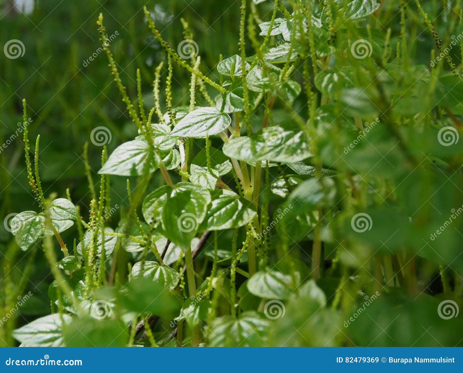 Green grass in jungle. stock image. Image of tree, forest - 82479369