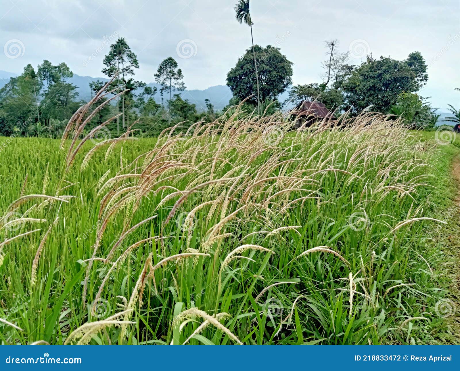 Green Grass Land for Earth Nowadays Stock Photo - Image of field, shrub ...