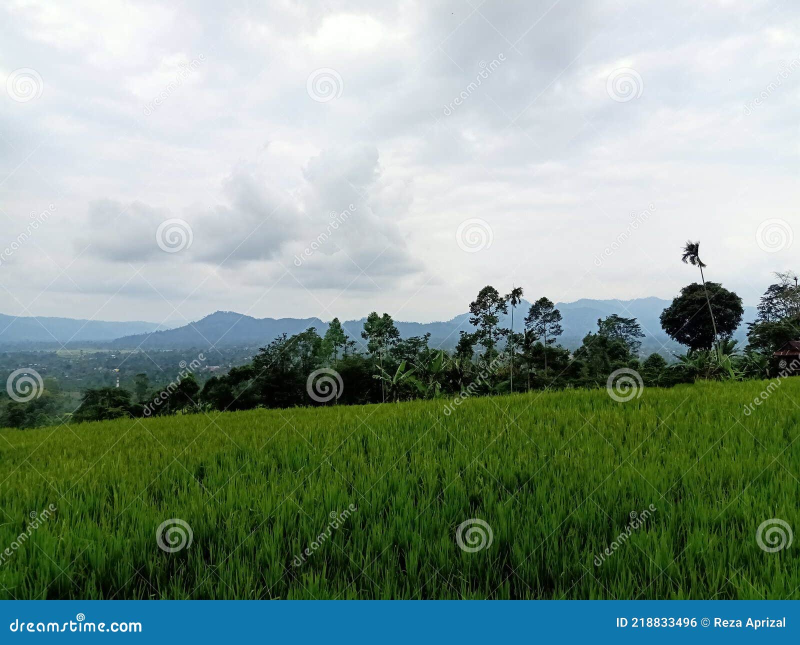 Green Grass Land from Heaven Stock Photo - Image of horizon, trees ...