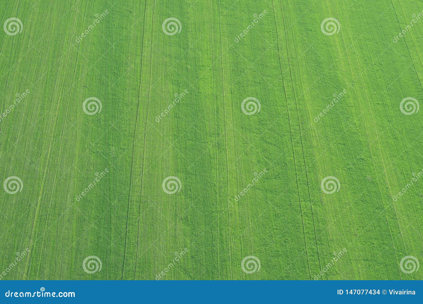 Green Grass Landscape Above View. Texture of Green Grass View from ...
