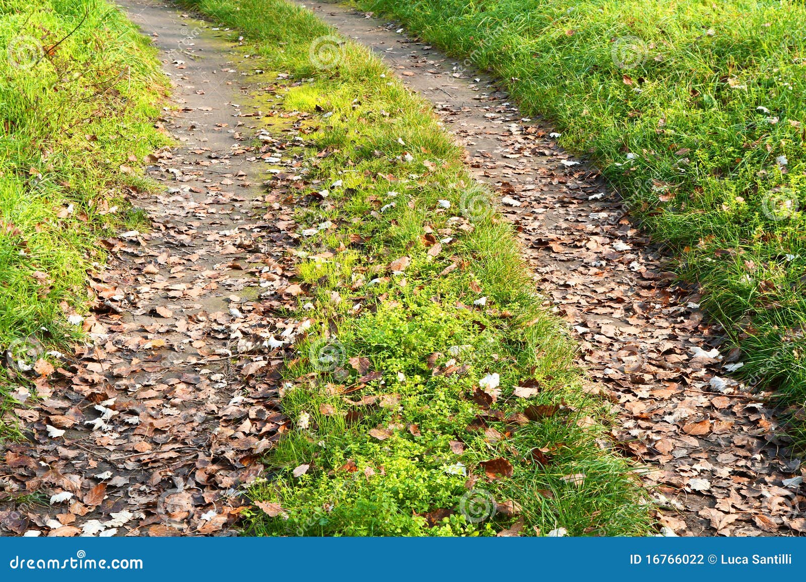 Green grass lane stock photo. Image of gravel, natural - 16766022