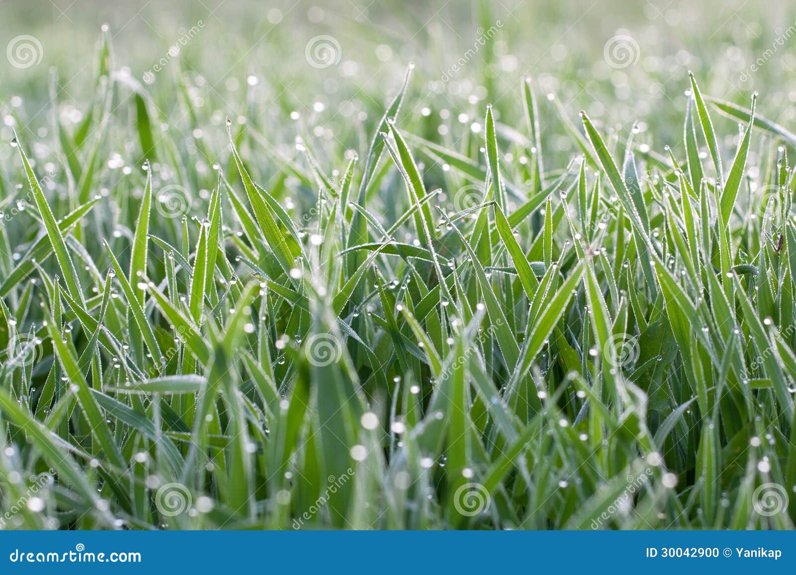 Green grass stock photo. Image of lawn, condensation - 30042900