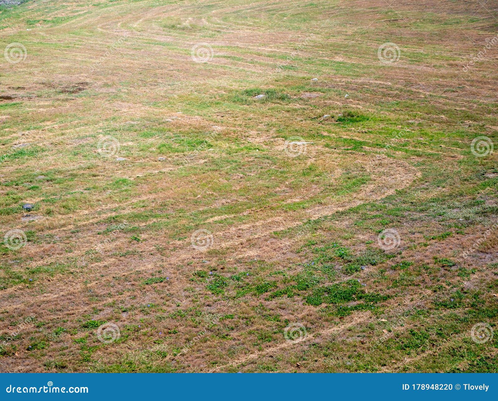 Green Grass Lawn on the Ground with Sand Stock Photo - Image of plant ...
