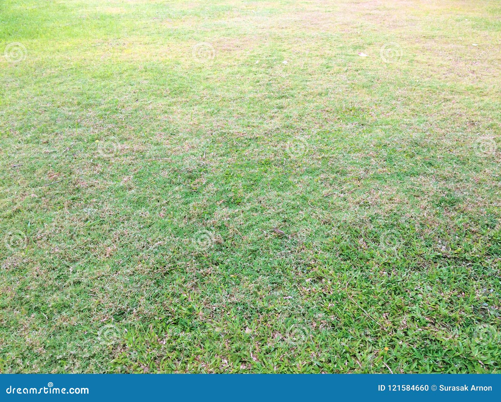 Green grass Lawn and paths stock photo. Image of pathway - 121584660
