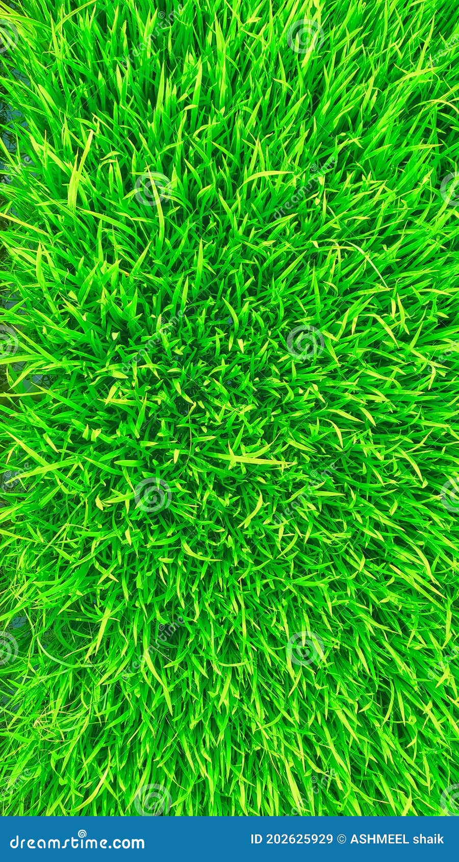 Green Grass Lawn Pattern Green Farms Stock Image - Image of flower ...