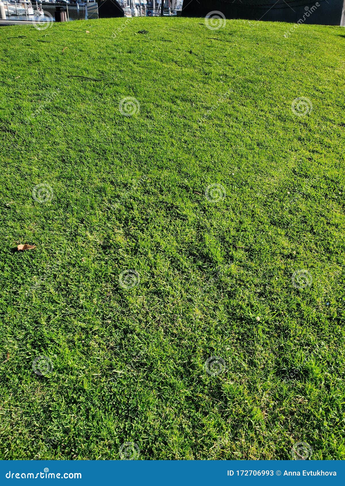Green Grass Lawn Real Grass Stock Image - Image of grass, lions: 172706993
