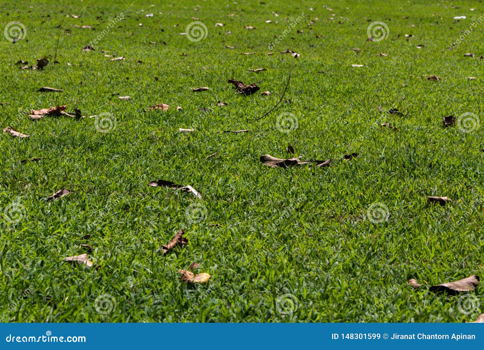 Green Grass Lawn with Scattered Leaves Stock Image - Image of pattern ...
