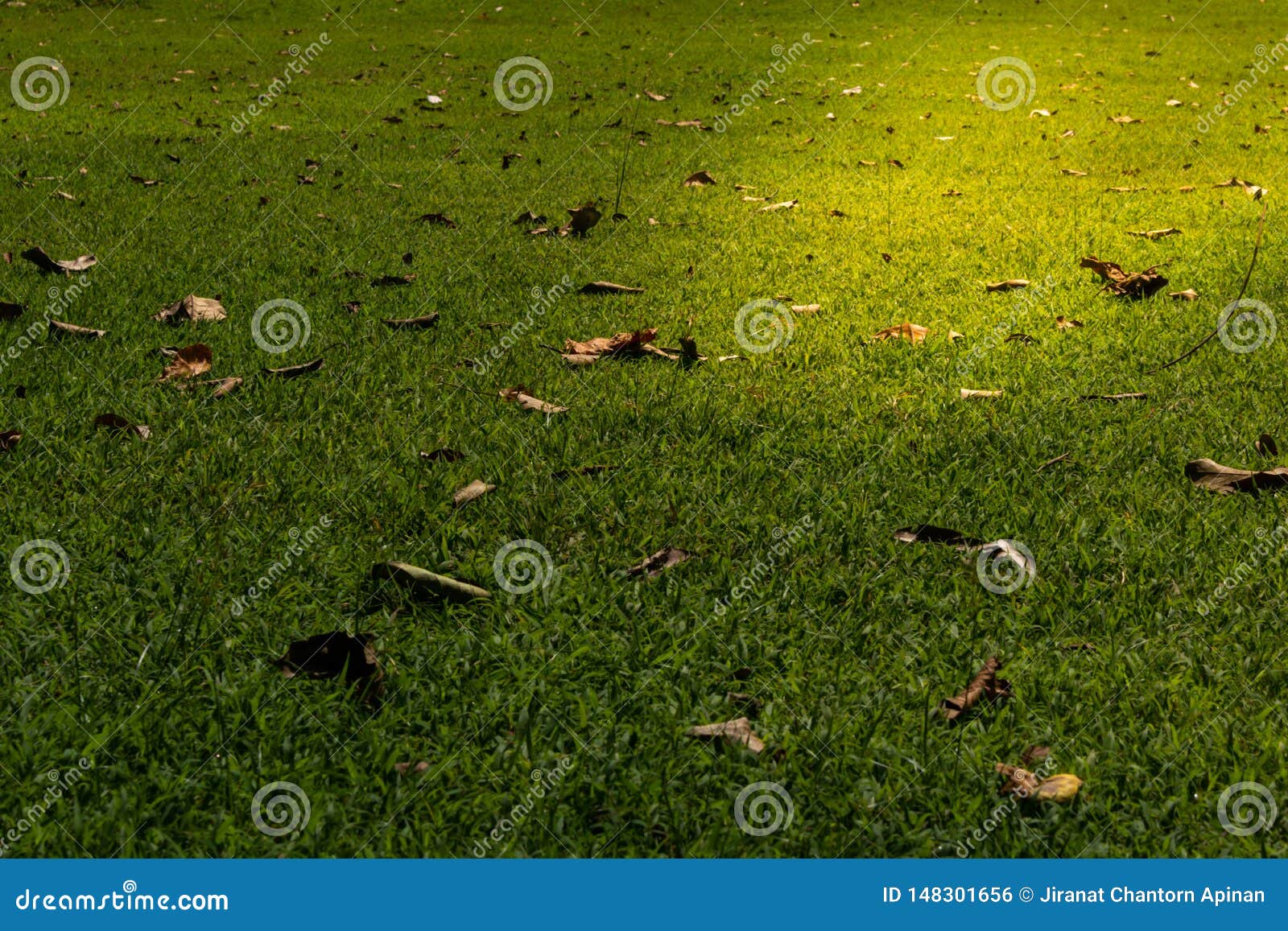 Green Grass Lawn with Scattered Leaves Stock Photo - Image of leaf ...