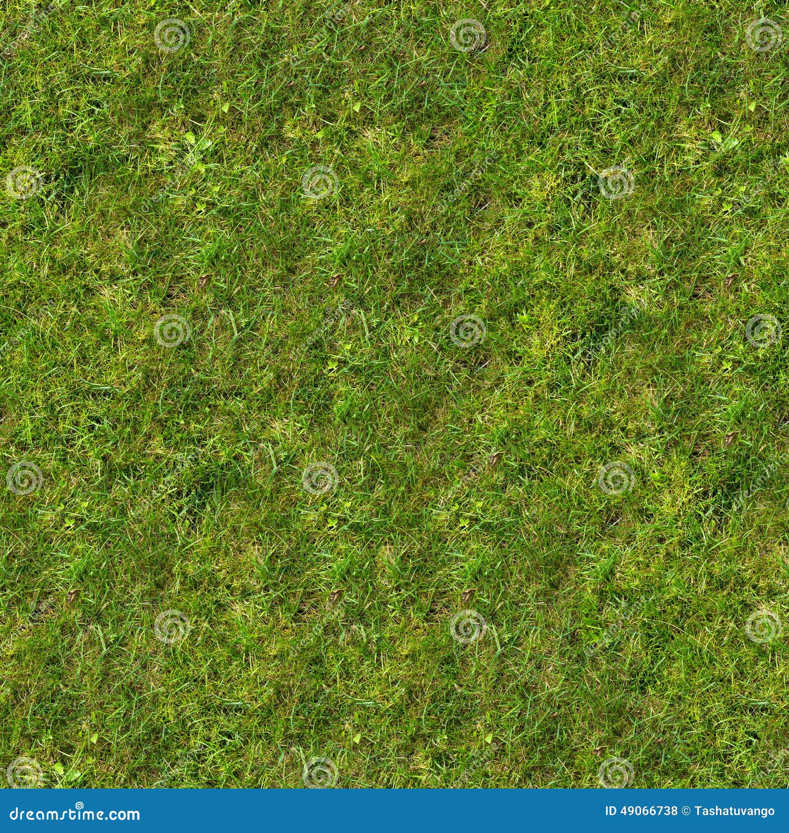 Green Grass on the Lawn. stock photo. Image of nature - 49066738